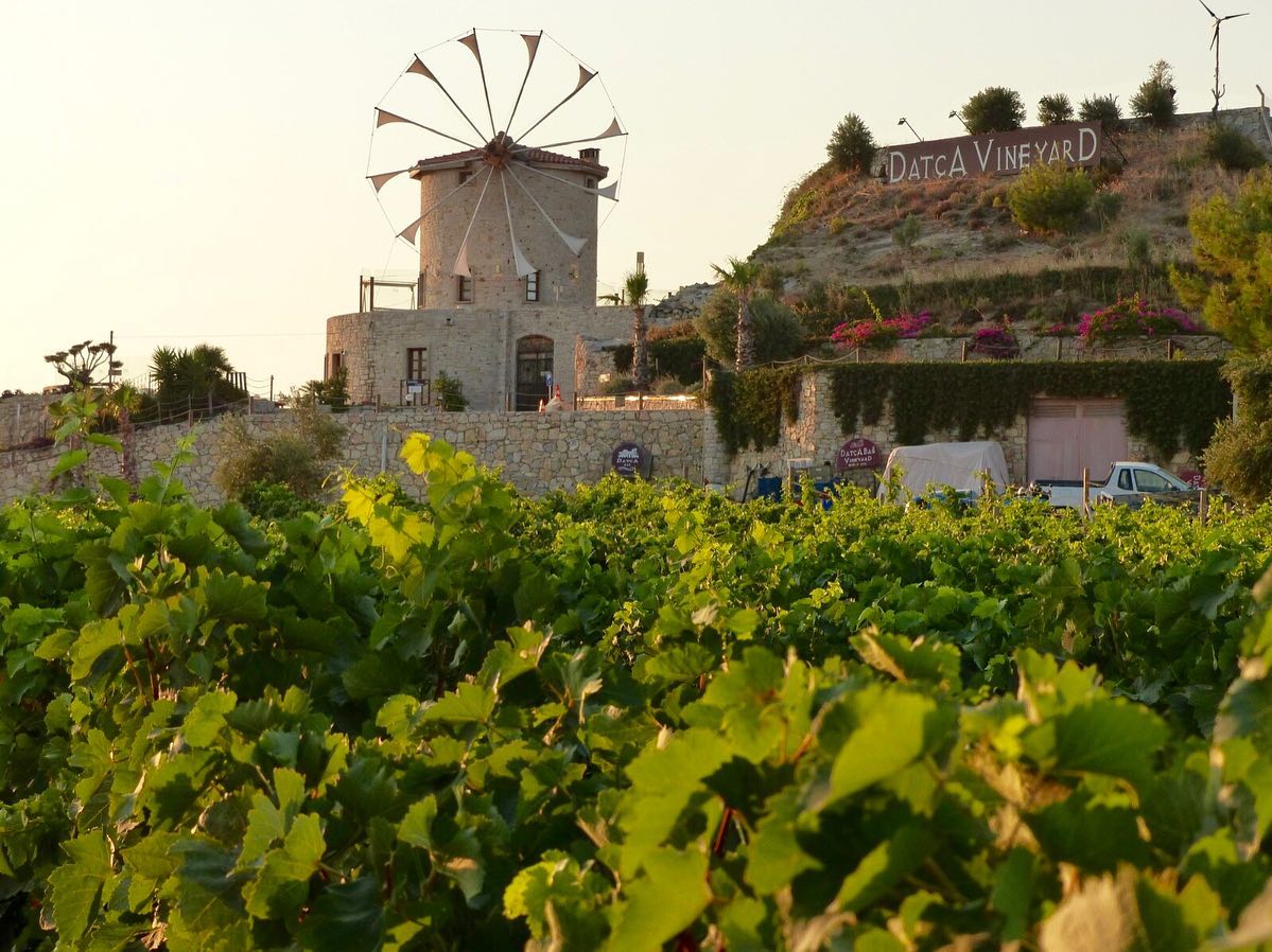 Datça Vineyard: Bağların Arasında Bir Huzur Noktası • theMagger
